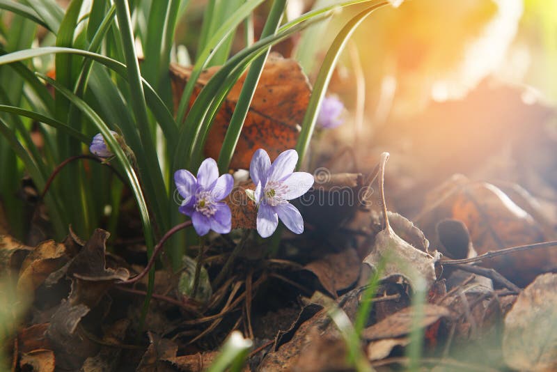 Wild violets stock photo. Image of landscape, herb, fragility - 52108630