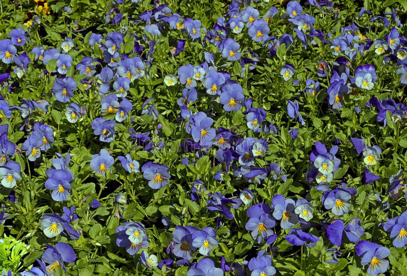Wild Violets Viola Odorata Common Violet or Viola Viola Odorata in Full ...