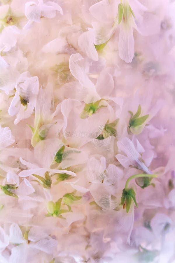 Wild Violets in Water stock photo. Image of pink, violet - 219131012