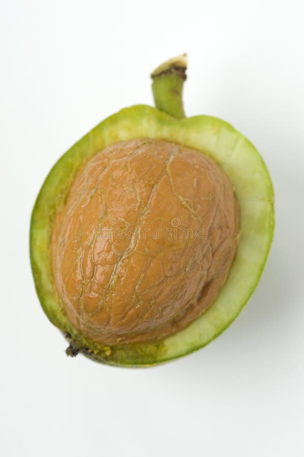 One Wild Walnut. Isolated on White Background Stock Image - Image of ...
