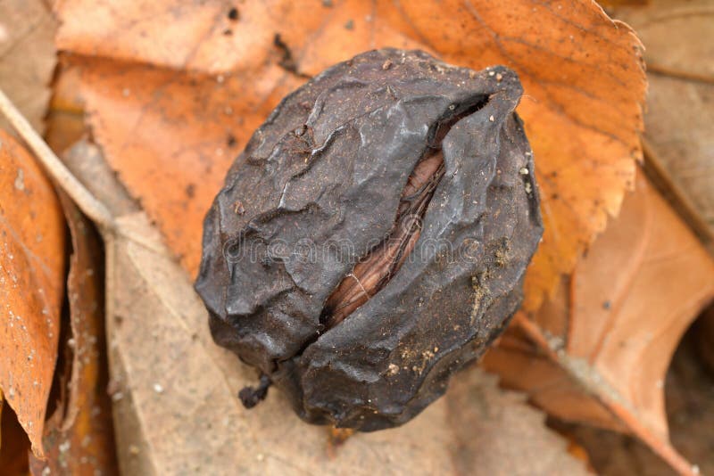 Wild Walnut on Autumn Leaves Stock Photo - Image of close, season ...