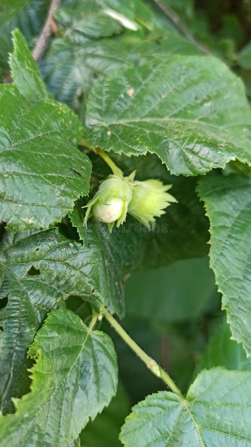 Wild walnut in the forest stock image. Image of evergreen - 191278317