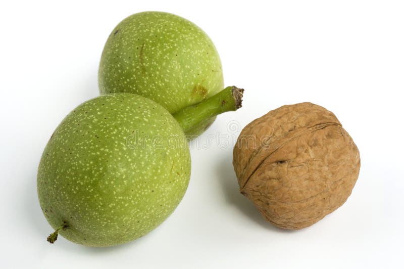 Wild walnuts stock image. Image of natural, three, walnut - 15290761