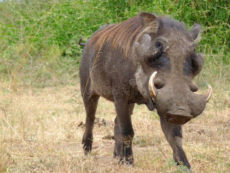 Wild Warthog Walking in a Golden, Grassy Savanna. Stock Image - Image ...
