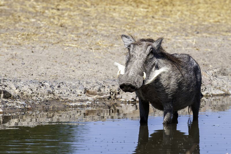 Wild Warthog, at Watering Hole, Up Close Stock Photo - Image of ...