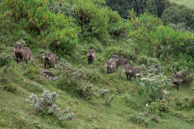 Wild Warthogs Staring at a Visitor in Bale Mountains National Park in ...