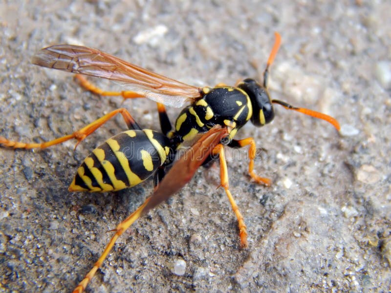 Wild wasp close up stock image. Image of needle, focus - 90669299