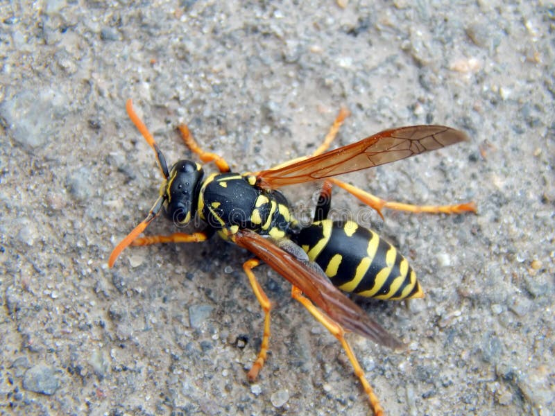 Wild wasp close up stock image. Image of body, nature - 90669323