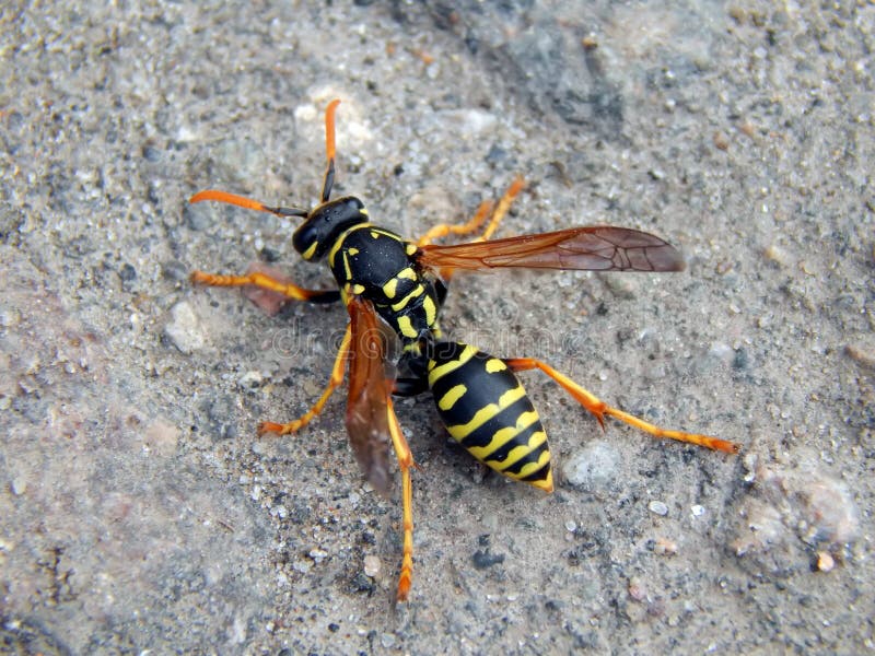 Wild wasp close up stock image. Image of black, predator - 90669361