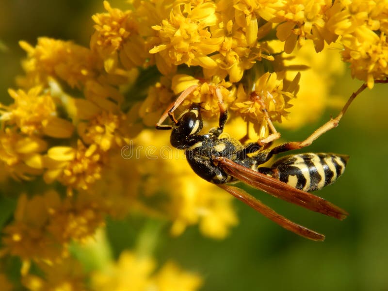 Wild Wasp Insect on Meadow Flowers Close-up Stock Photo - Image of ...
