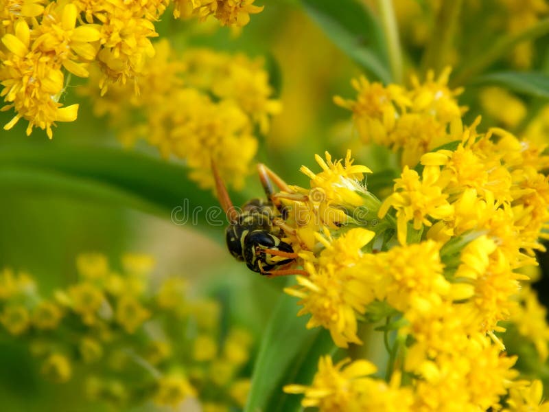 Wild Wasp Insect on Meadow Flowers Close-up Stock Image - Image of head ...
