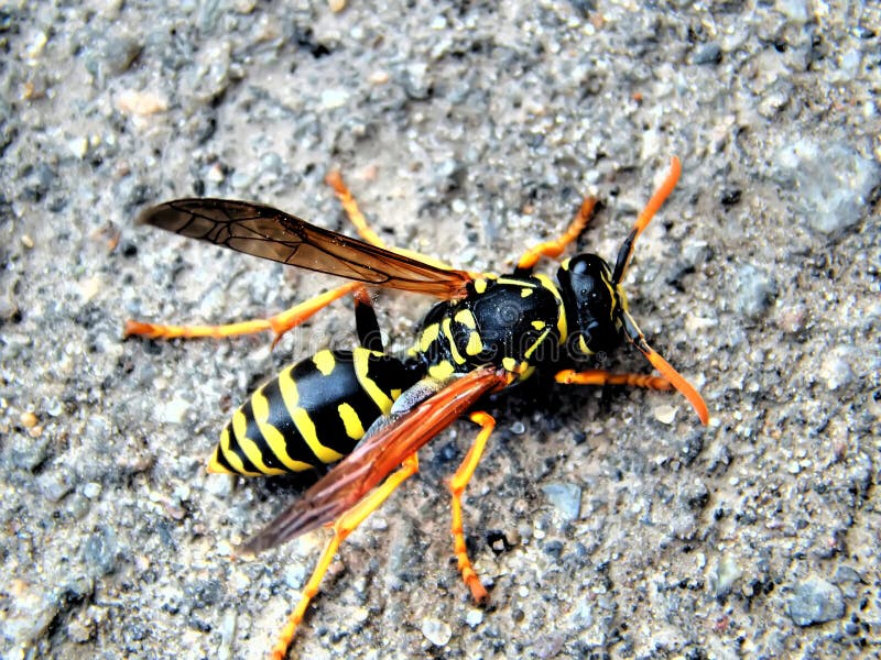 Wild Wasp On White Meadow Flowers Stock Image - Image of field, flower ...