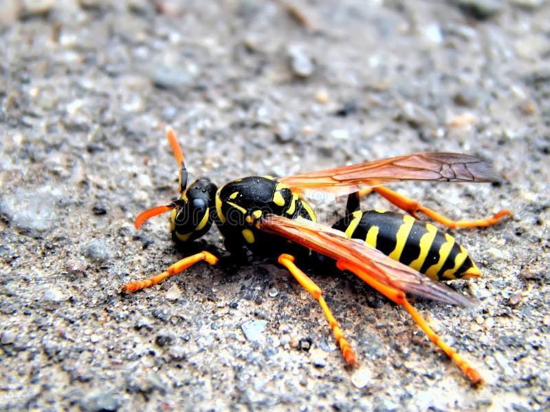 Wild Wasp Sits on the Ground Stock Image - Image of predator, biology ...