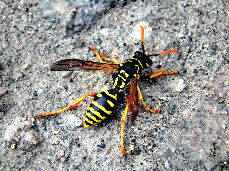 Wild Wasp Sits on the Ground Stock Photo - Image of isolated, sharp ...