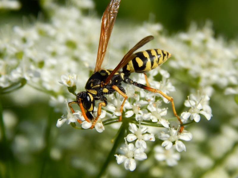 Wild Wasp on White Meadow Flowers Stock Photo - Image of nature, field ...