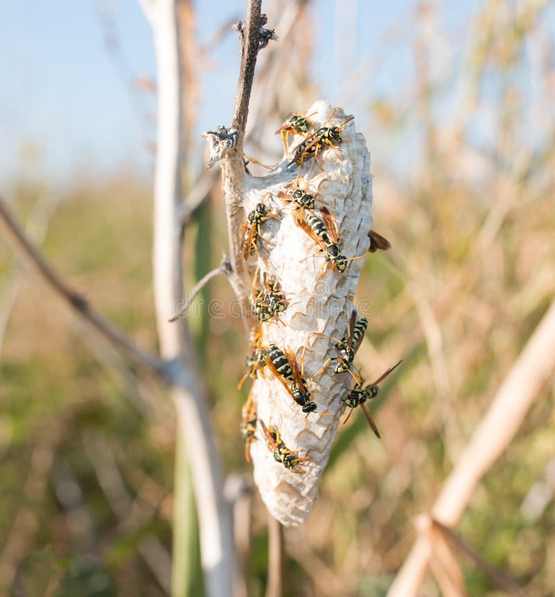 Wild Wasps on a Tree Branch Stock Photo - Image of wasps, tree: 194937442