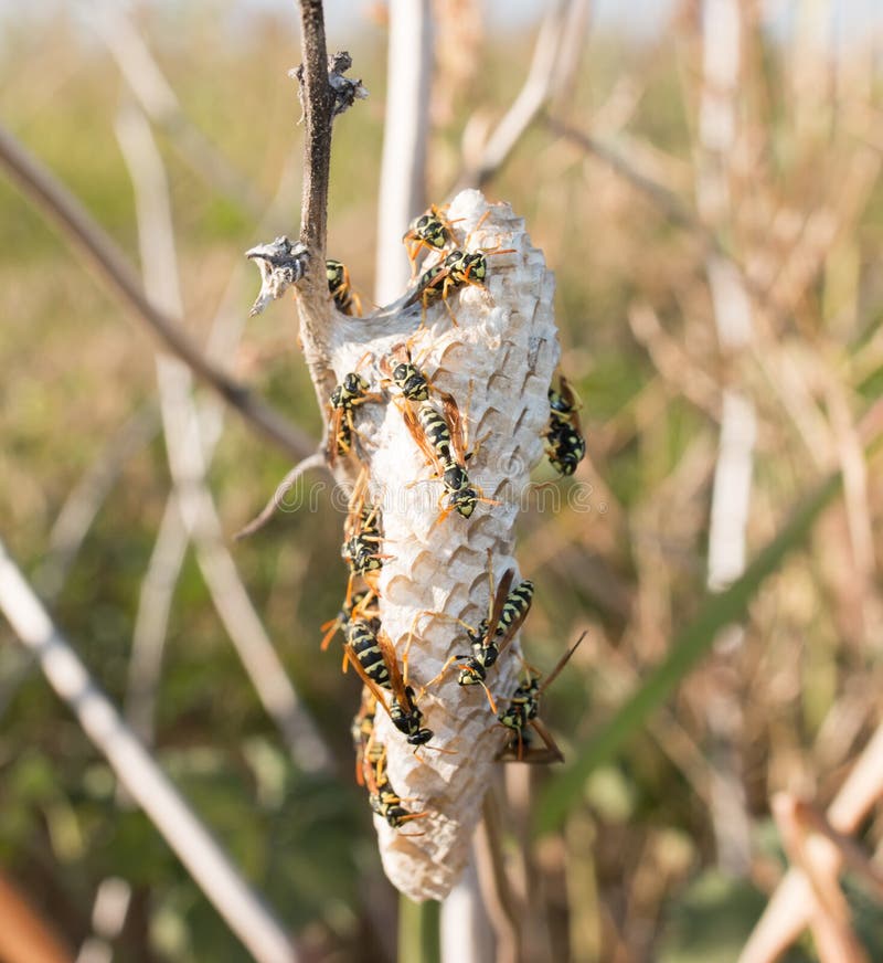 Wild Wasps on a Tree Branch Stock Photo - Image of wasps, wings: 194937450