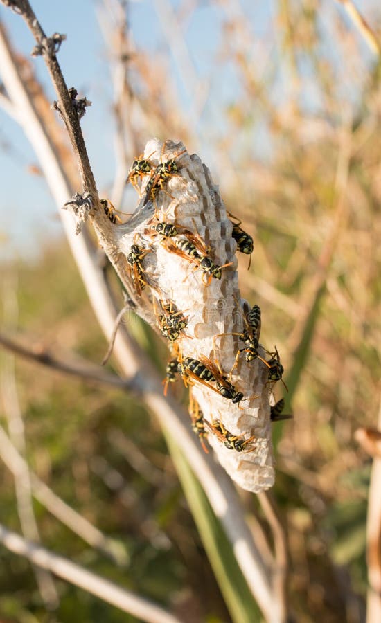 Wild Wasps on a Tree Branch Stock Photo - Image of branch, insect ...