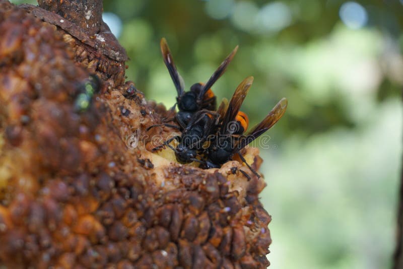 Wild Wasps on a Tree Branch Stock Photo - Image of branch, insect ...