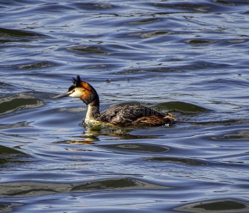 Wild Water Bird Great Crested Grebe Swimming on the Lake Stock Image ...