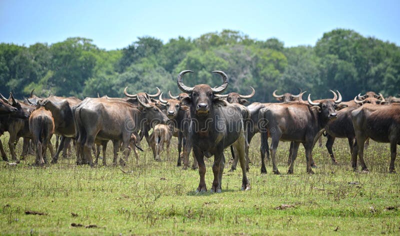 Wild water buffalo stock image. Image of herd, bubalus - 52016933