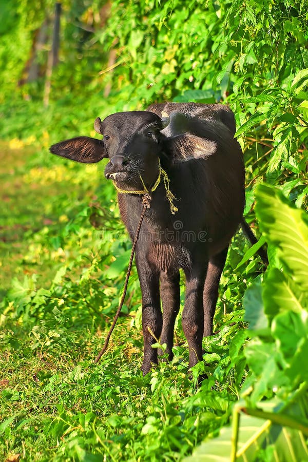 Wild Water Buffalo in the Jungle, Nepal Stock Photo - Image of heavy ...