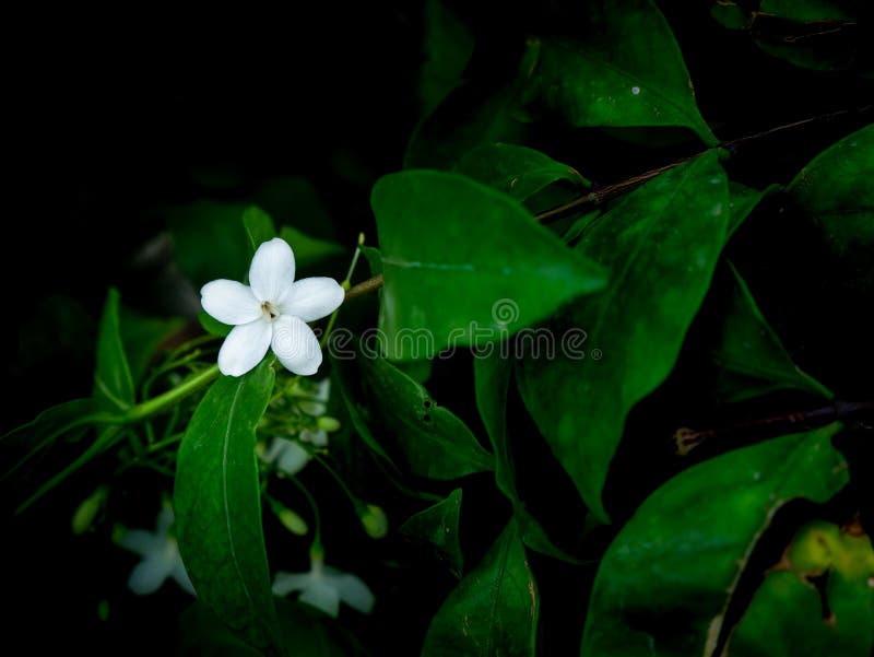 Wild Water Plum Flowers Blooming Stock Photo - Image of floral ...