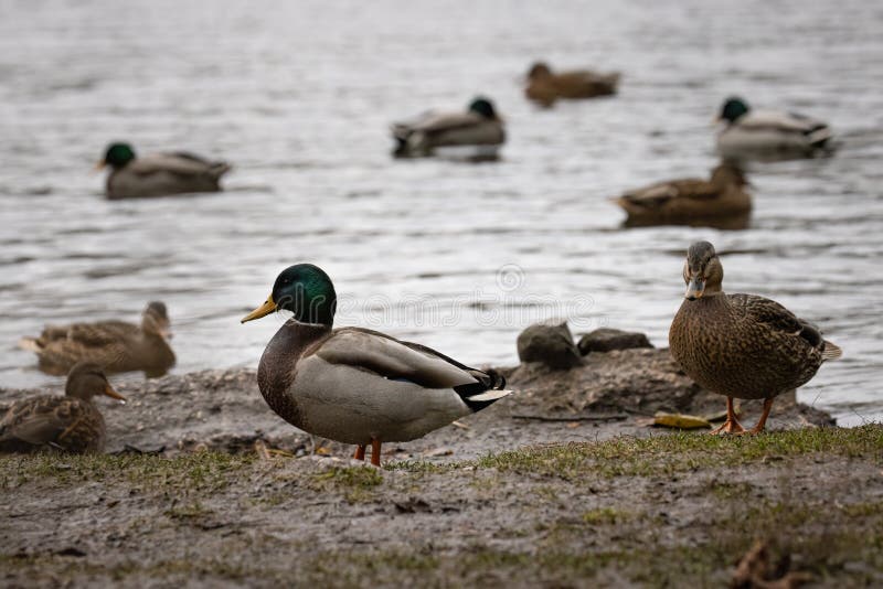 Wild Waterfowl Duck on the Lake Water Close-up. Stock Image - Image of ...