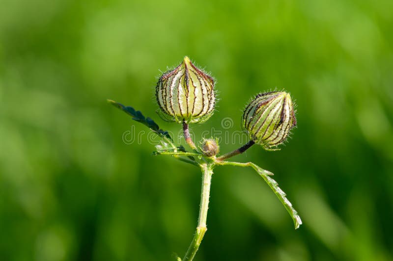 Wild Watermelon Seedlings - a Kind of Malvaceae Hibiscus Plants Stock ...