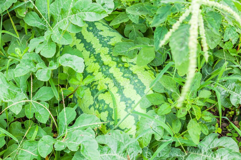 Wild watermelon stock image. Image of fresh, food, summer - 99258157