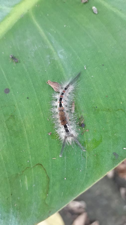 Waterpillar Stock Photos - Free & Royalty-Free Stock Photos from Dreamstime