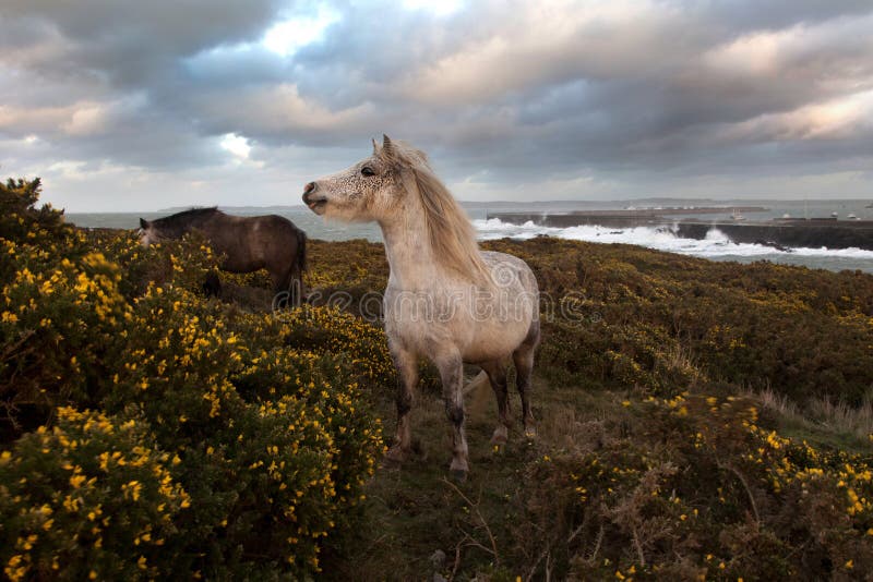 Wild weather stock photo. Image of pony, breakwater, park - 24262326