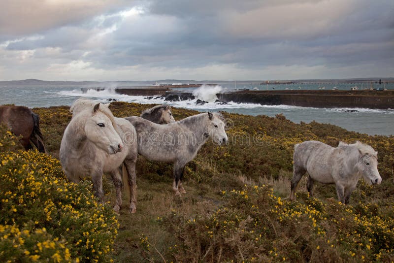 Wild weather stock photo. Image of welsh, isle, wall - 24262330