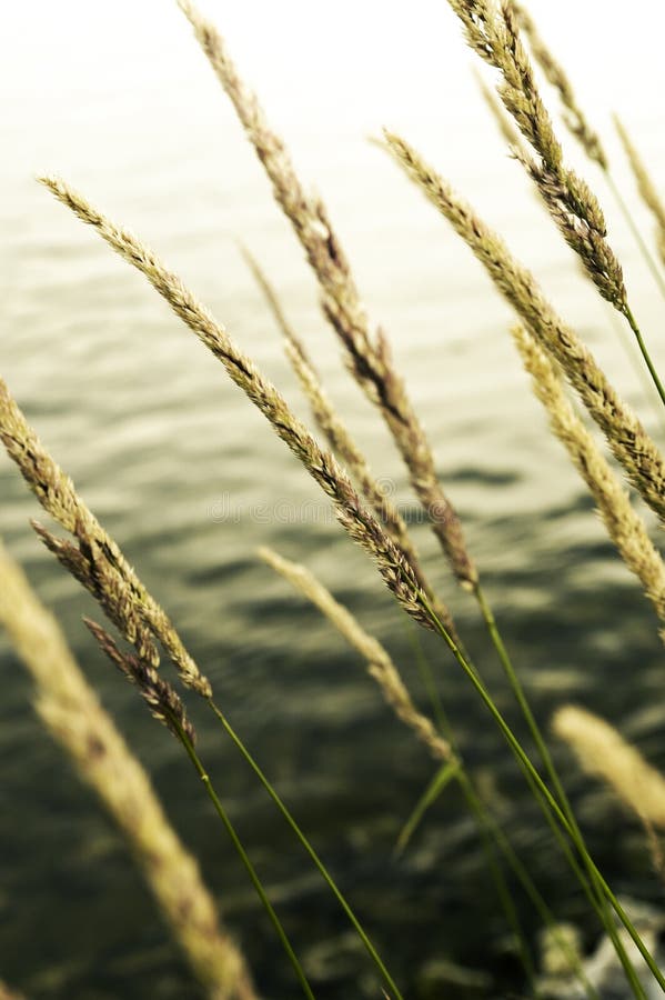 Wild weed stock photo. Image of outdoor, grass, plant, seed - 926990