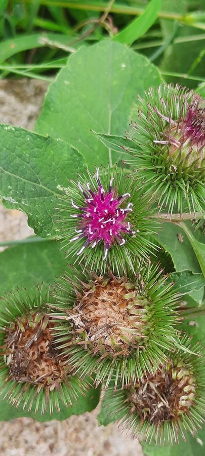 Wild weed flower stock image. Image of pretty, pink - 231940603