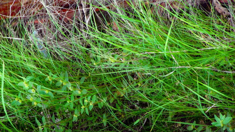 Wild Weed and Grass Growing on Wall Stock Photo - Image of color ...