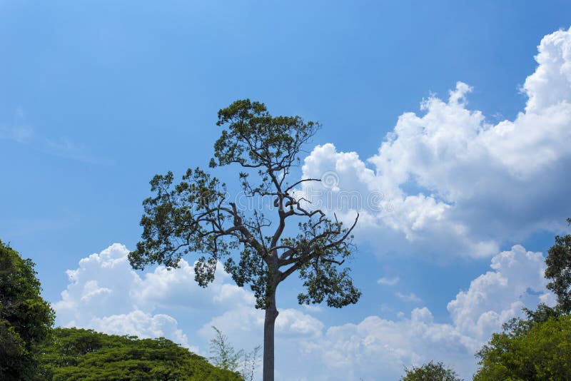 Wild and Weird Tree on the Blue Sky Background. Stock Photo - Image of ...