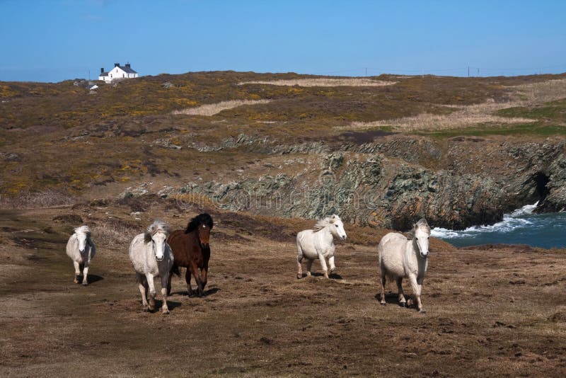 Wild welsh ponies stock photo. Image of coastal, welsh - 16248756