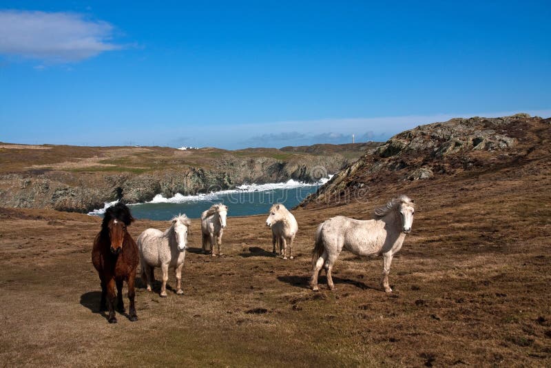 Wild welsh ponies stock photo. Image of animal, north - 16248878