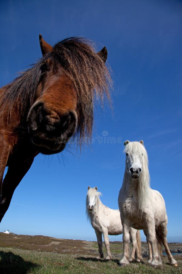 Wild Welsh Ponies stock image. Image of coastal, north - 19297699