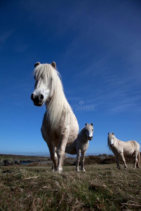 Wild Welsh Ponies stock photo. Image of anglesey, animal - 20498474