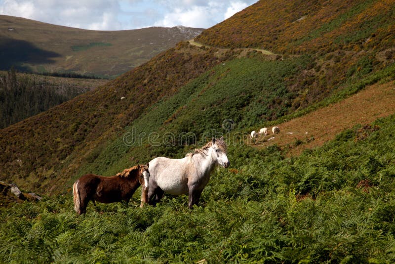 Wild Welsh Ponies stock photo. Image of north, landdmark - 21842782