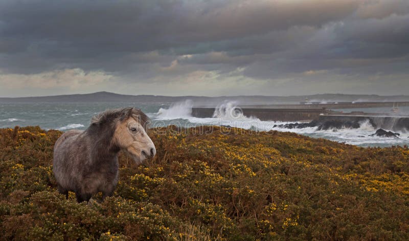 Wild Welsh Ponies stock photo. Image of north, isle, wall - 22788958