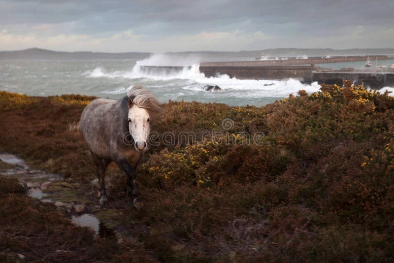 Wild Welsh Ponies stock photo. Image of welsh, harbour - 22788986