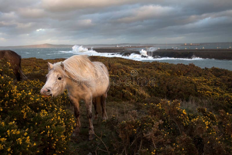 Wild Welsh Ponies stock image. Image of welsh, storm - 22789009