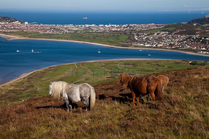 Wild Welsh Ponies stock photo. Image of mountain, coast - 27321872