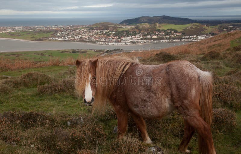 Wild Welsh Pony stock image. Image of coastline, castle - 22894275