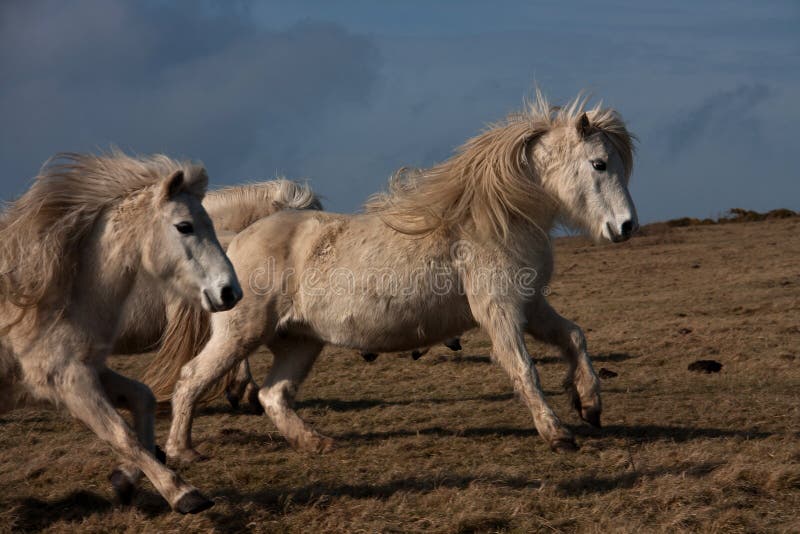 Wild Welsh Pony stock photo. Image of pony, animal, wales - 23701026