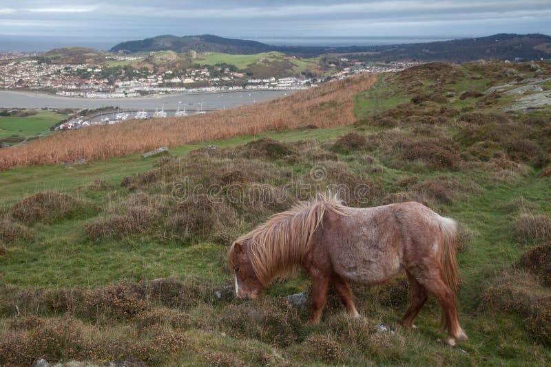 Wild Welsh Pony on Conwy Mountain Stock Image - Image of coastline ...