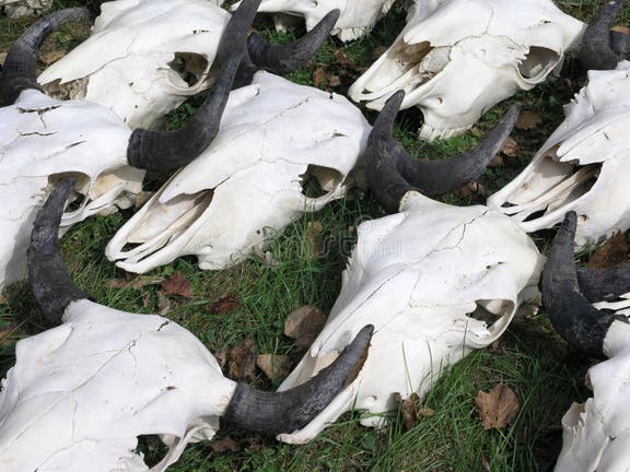 2,433 Dead Cattle Stock Photos - Free & Royalty-Free Stock Photos from ...